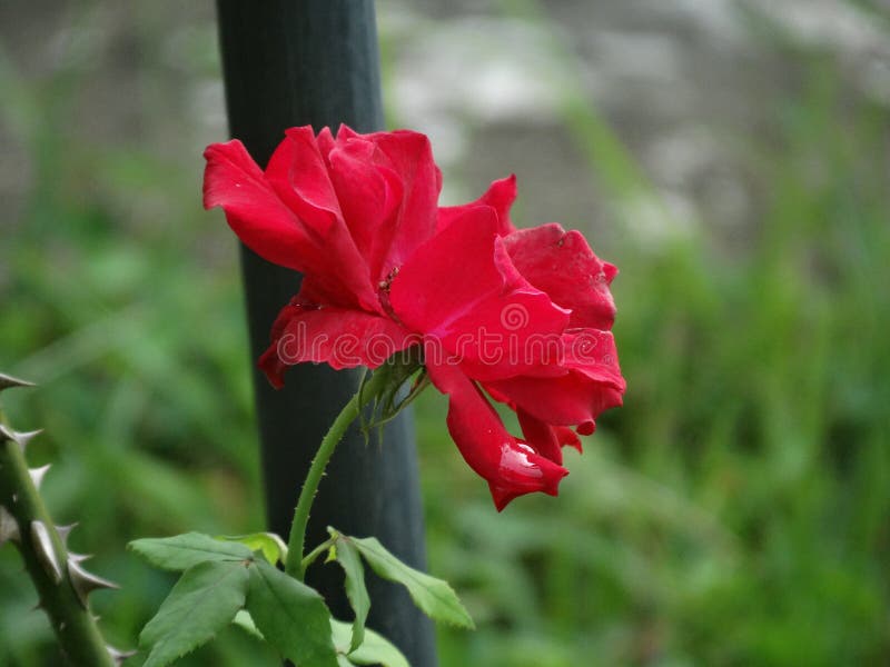 The Beauty of the Rose and Its Thorns Stock Image - Image of rosa ...