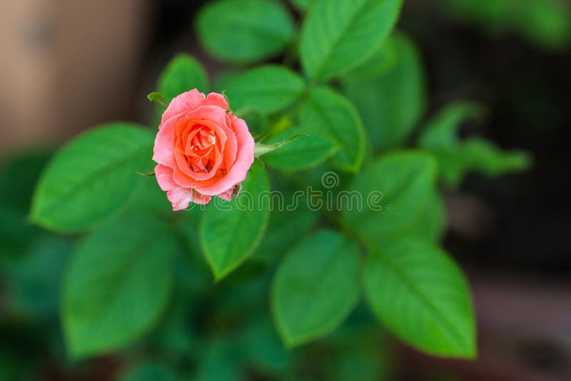 Beauty rose stock photo. Image of beauty, nature, rose - 58457064