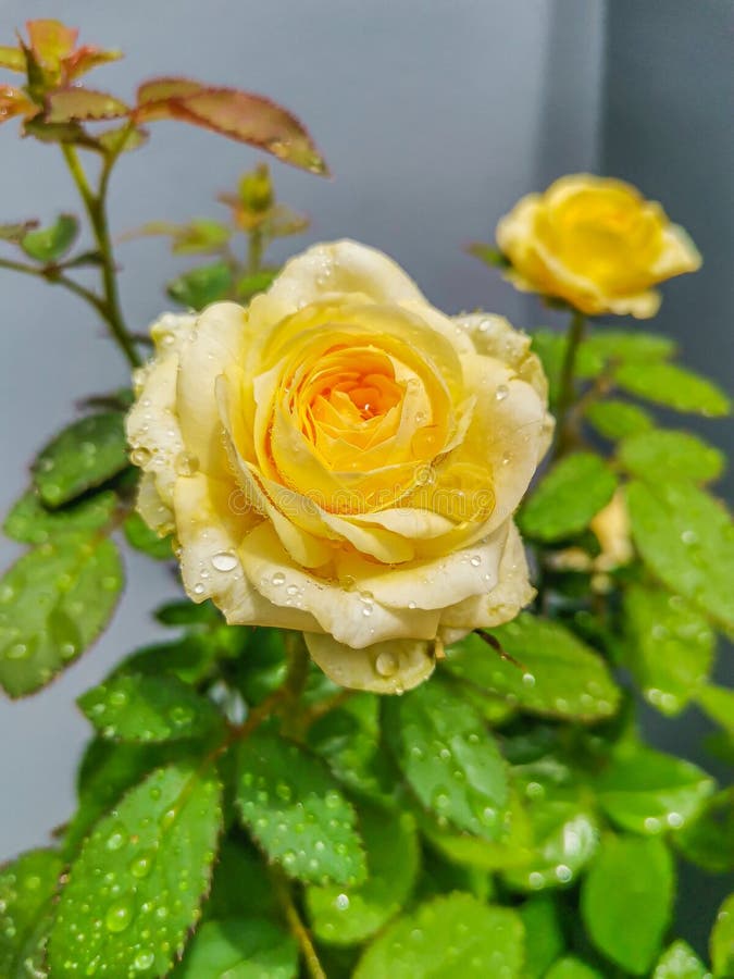 Roses in rain stock photo. Image of garden, flower, planetarium - 42667766