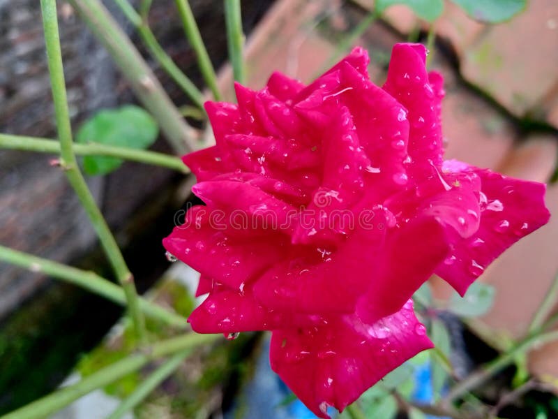 The Beauty of the Roses after Rain Stock Photo - Image of plant, rose ...