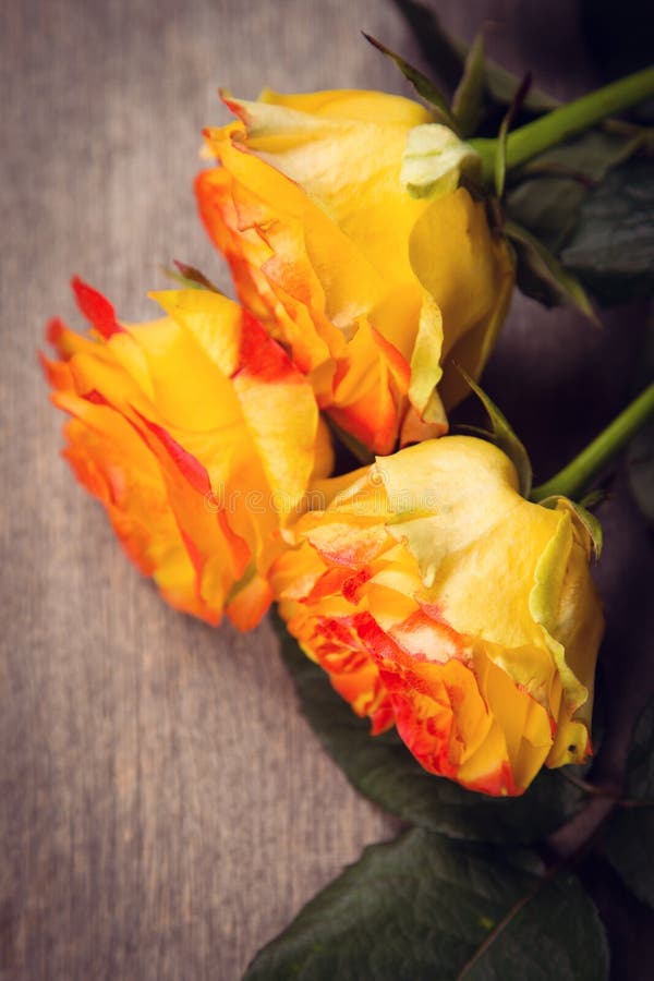 Beauty roses in studio stock photo. Image of beauty, green - 63737178