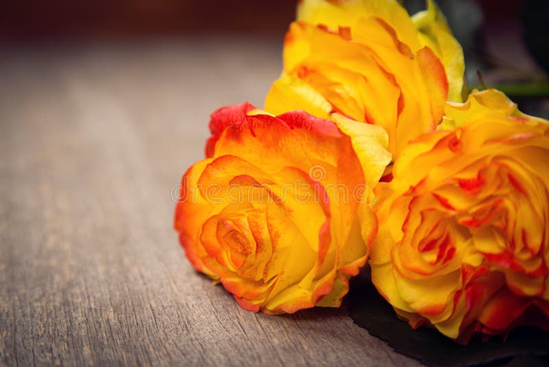 Beauty roses in studio stock image. Image of studio, orange - 63737179