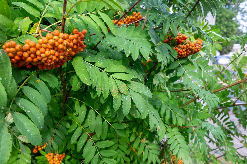 The Beauty of Rowan after Summer Rain 2 Stock Image - Image of fruit ...