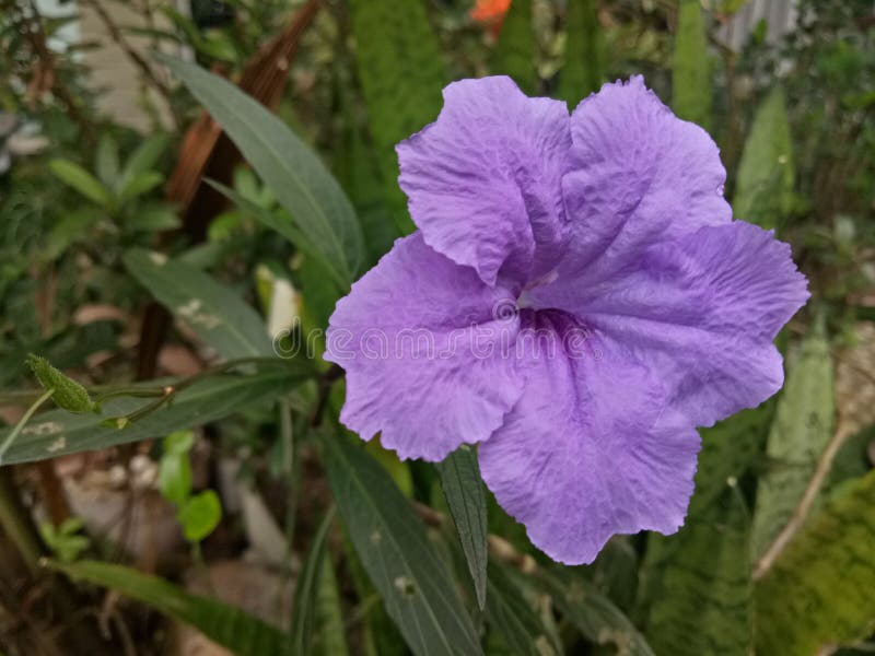 The Beauty of the Ruellia Flower is Very Beautiful To Look at Stock ... The Beauty of the Ruellia Flower is Very Beautiful To Look at Stock ...
