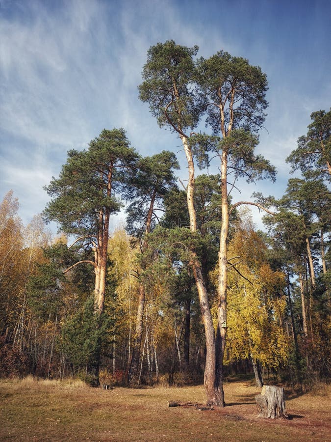 Beauty of the Russian Forest Stock Photo - Image of nature, flower ...