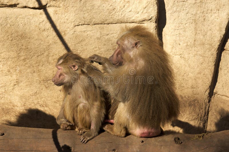 16,392 Beauty Monkey Stock Photos - Free & Royalty-Free Stock Photos ...