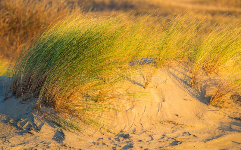Beauty of sand and plants stock photo. Image of sand - 142884656