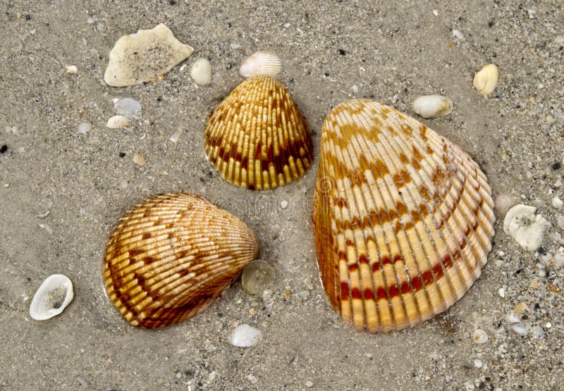 Beauty of Shells stock photo. Image of salt, murex, jingle - 13401152