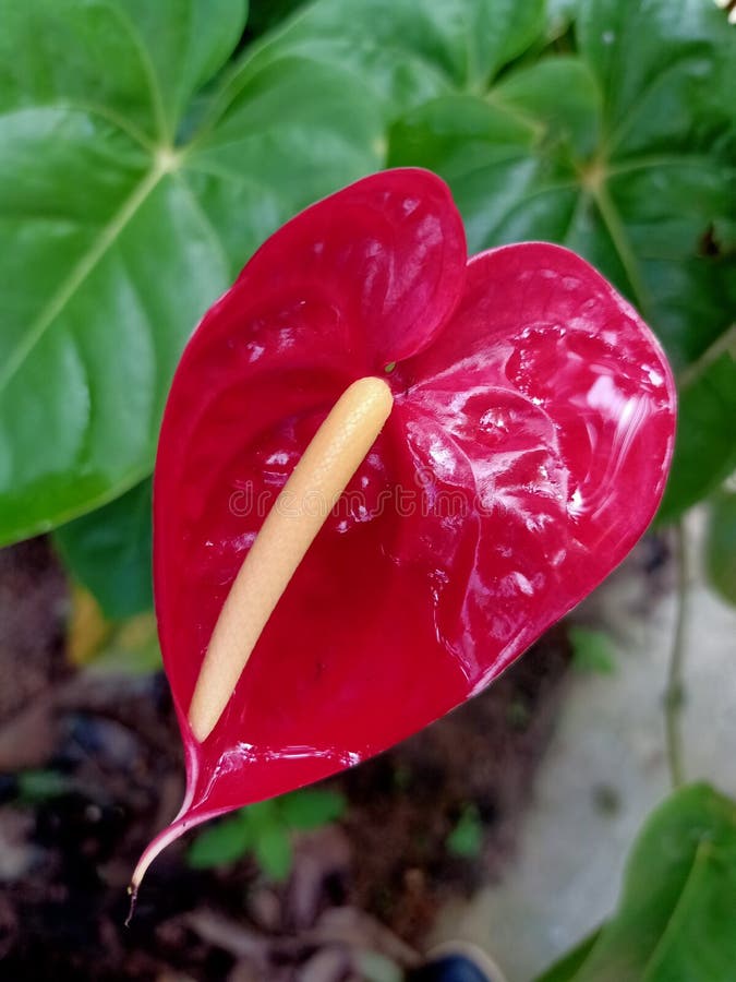 The Beauty of Red Anthurium Stock Photo - Image of fruit, food: 189209364