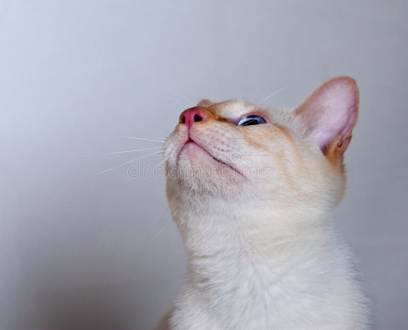 Beauty Siamese Cat Red-point Stock Image - Image of purebred, shorthair ...