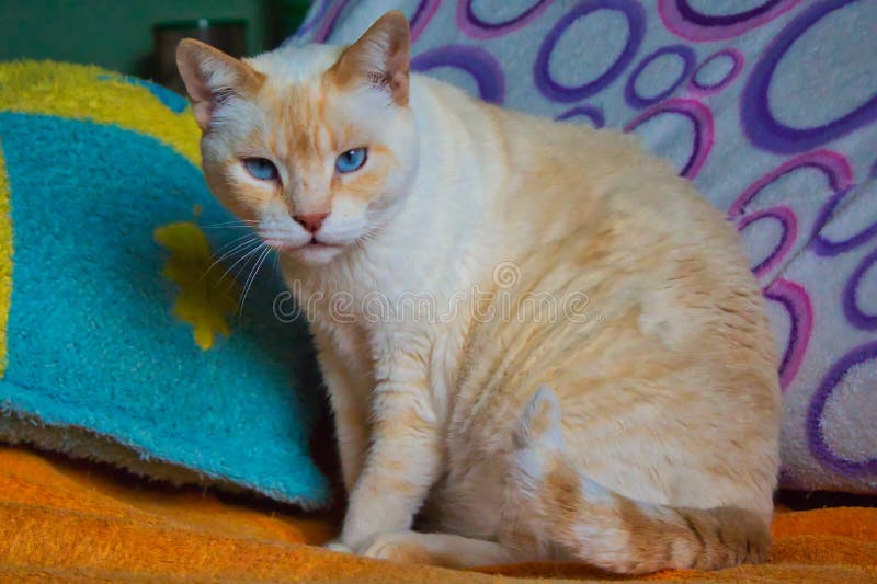 Beauty Siamese Cat Red-point Stock Image - Image of companion, alert ...