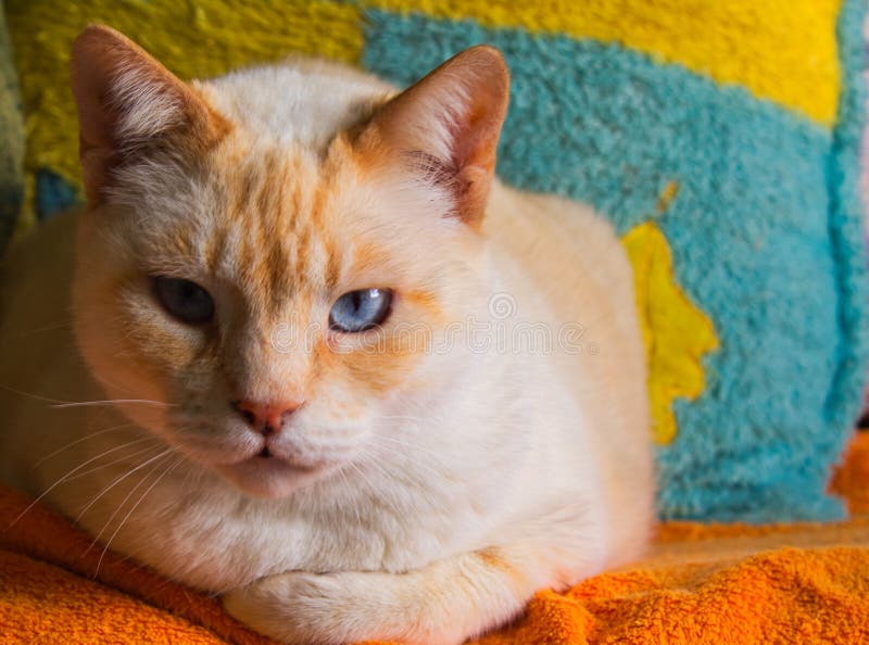 Beauty Siamese Cat Red-point Stock Photo - Image of siamese, male: 12608778