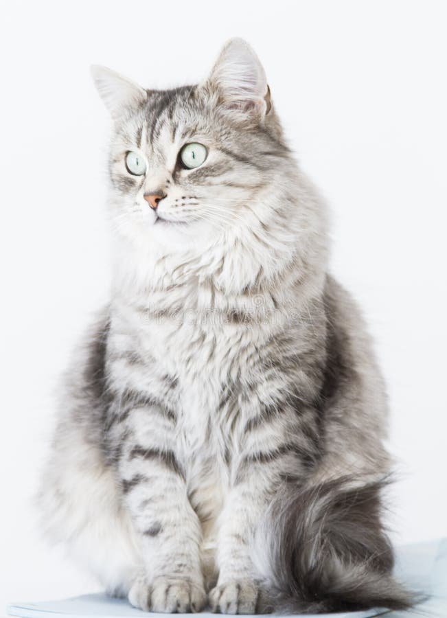 Beauty Silver Cat of Siberian Breed on a Copybook Stock Image - Image ...