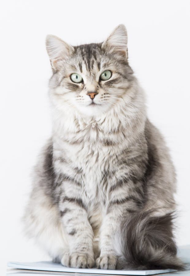 Beauty Silver Cat of Siberian Breed on a Copybook Stock Image - Image ...