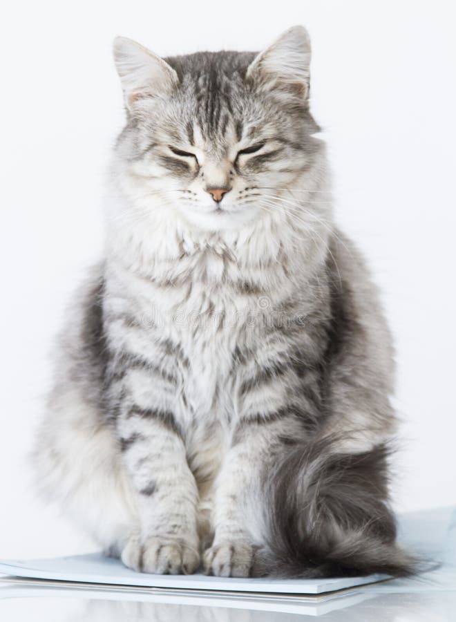 Beauty Silver Cat of Siberian Breed on a Copybook Stock Image - Image ...