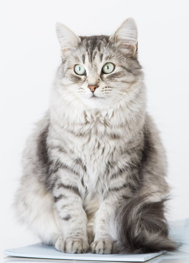 Beauty Silver Cat of Siberian Breed on a Copybook Stock Image - Image ...