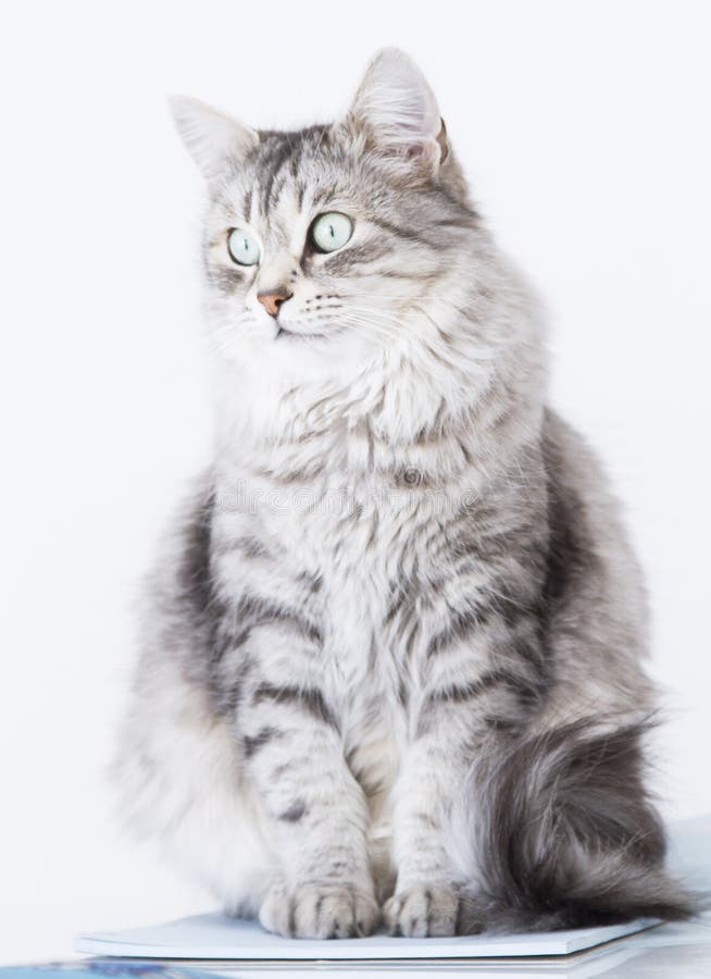 Beauty Silver Cat of Siberian Breed on a Copybook Stock Photo - Image ...