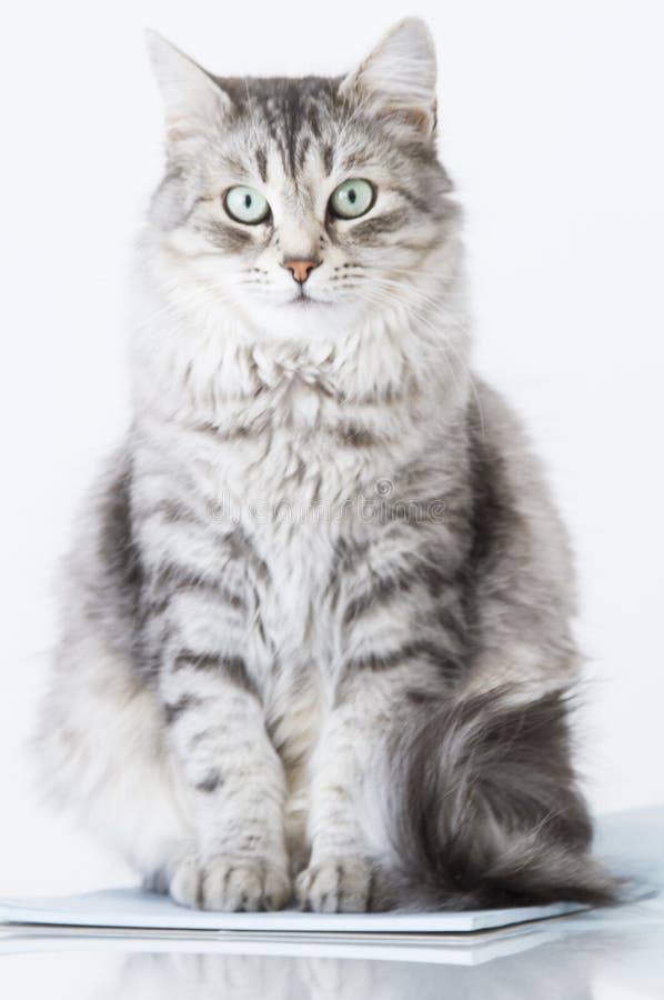 Beauty Silver Cat of Siberian Breed on a Copybook Stock Image - Image ...