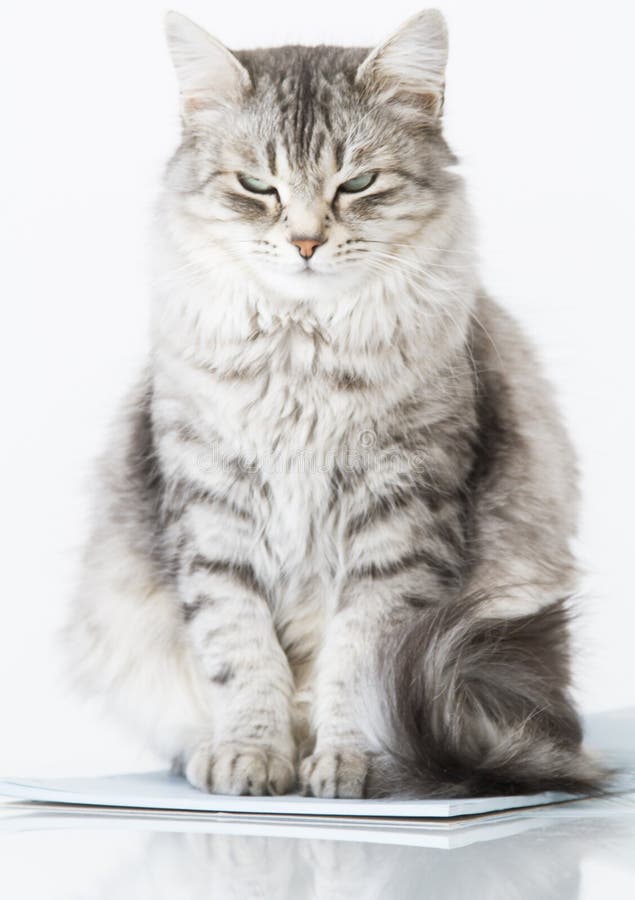 Beauty Silver Cat of Siberian Breed on a Copybook Stock Photo - Image ...