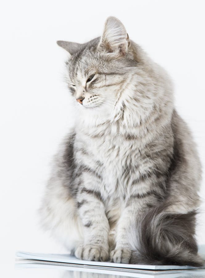Beauty Silver Cat of Siberian Breed on a Copybook Stock Image - Image ...