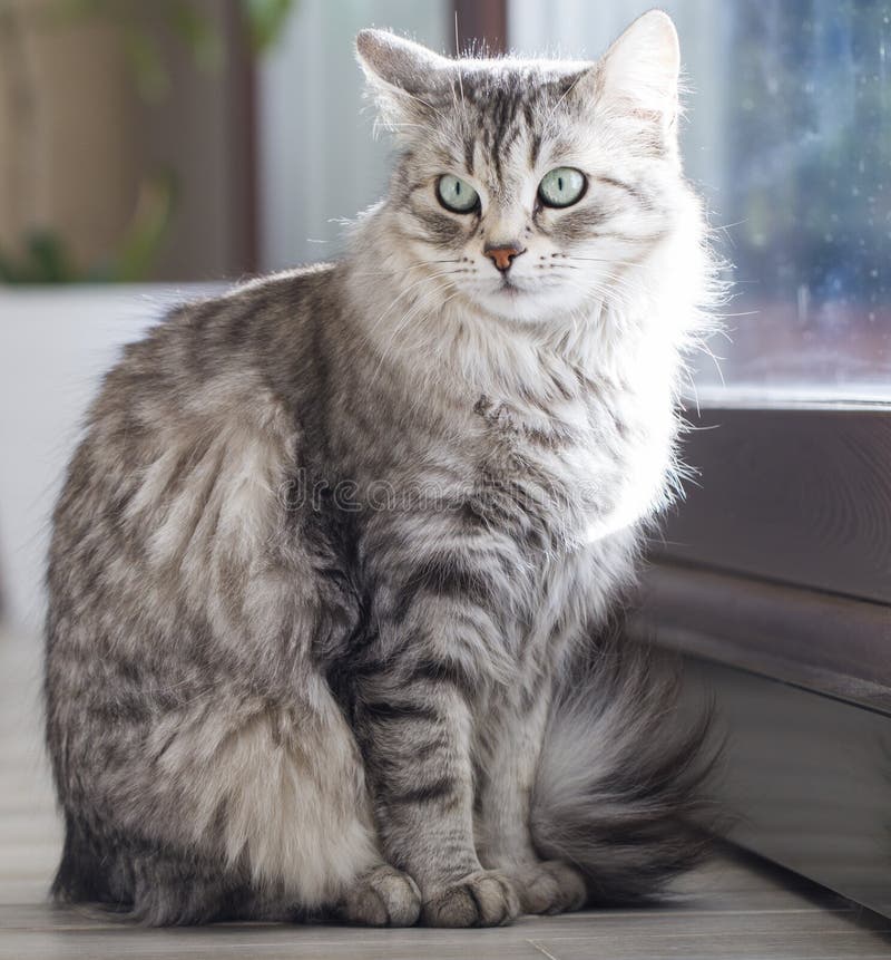 Beauty Silver Cat of Siberian Breed at the Window Stock Image - Image ...