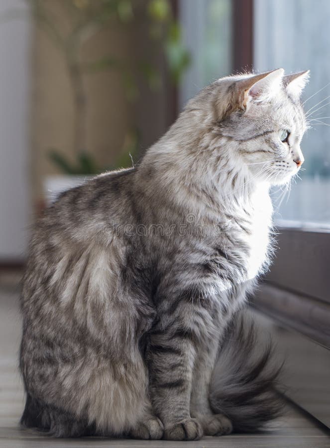 Beauty Silver Cat of Siberian Breed at the Window Stock Image - Image ...