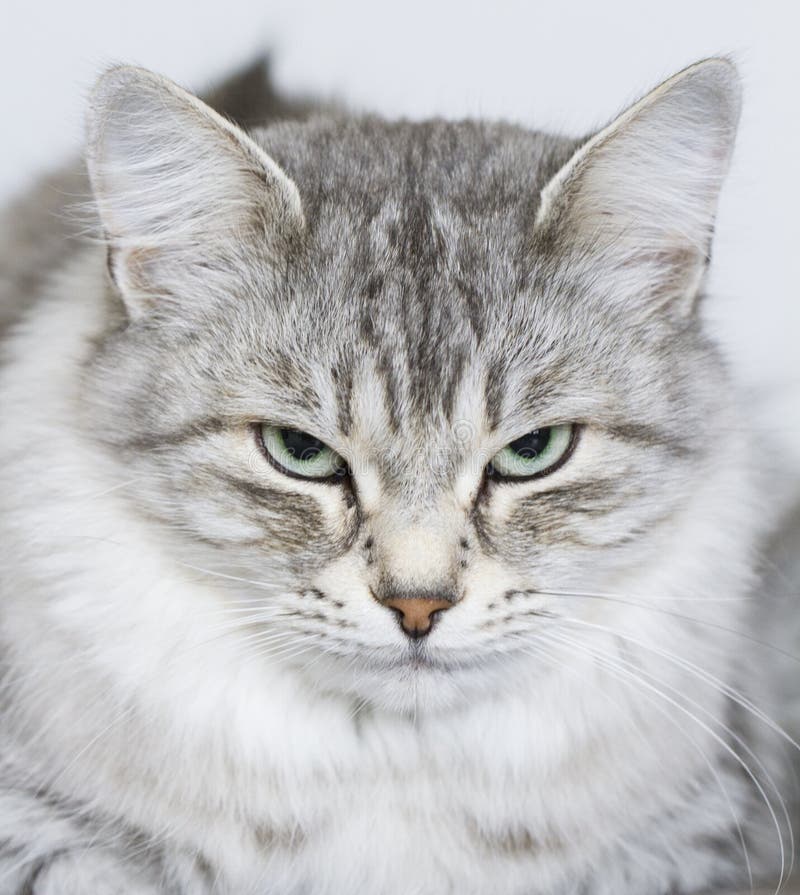 Beauty silver cat stock photo. Image of breed, whiskers - 79364320