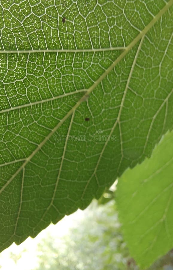 The Beauty of a Simple Leaf Stock Photo - Image of fruit, soil: 200232190