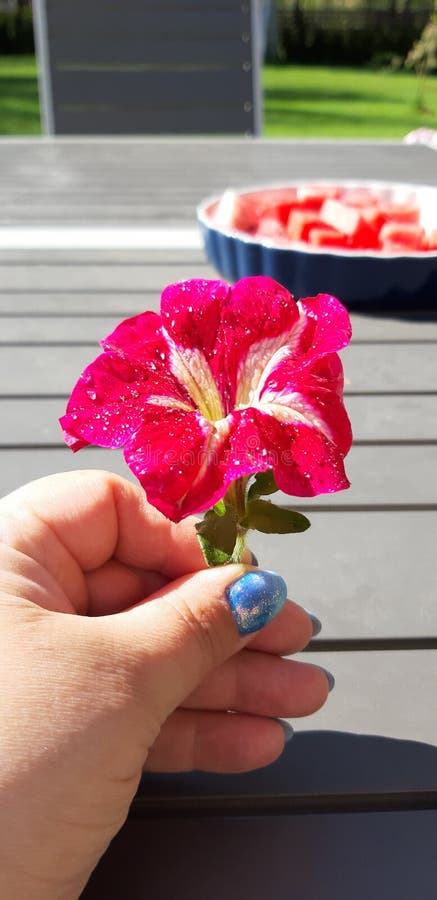 Beauty in simple ways stock image. Image of simple, beauty - 183253769