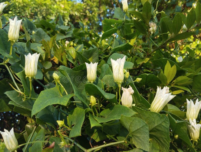 The Beauty of Simplicity: Tiny White Flowers Blooming in the Sunlight ...