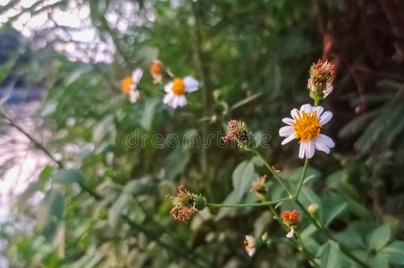 The Beauty of a Single Flower Warms the Heart Stock Photo - Image of ...