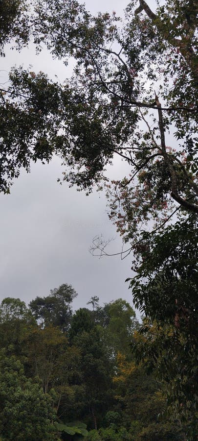 The Beauty of the Sky Above the Trees. Create Peace of Mind and Feeling ...