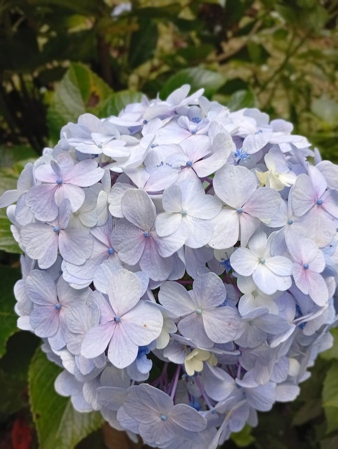The Beauty of Sky Blue Hydrangea Macrophylla Flowers Stock Image ...