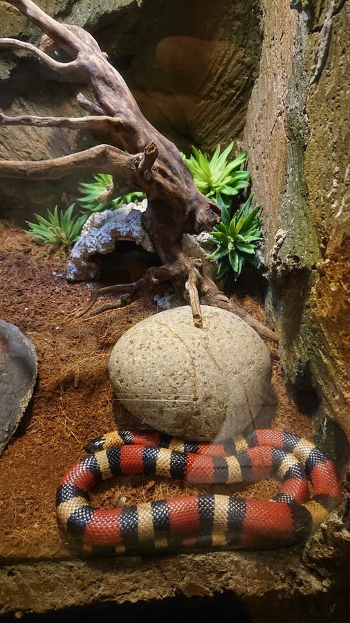 Gucci Snakes Stock Photos - Free & Royalty-Free Stock Photos from ...