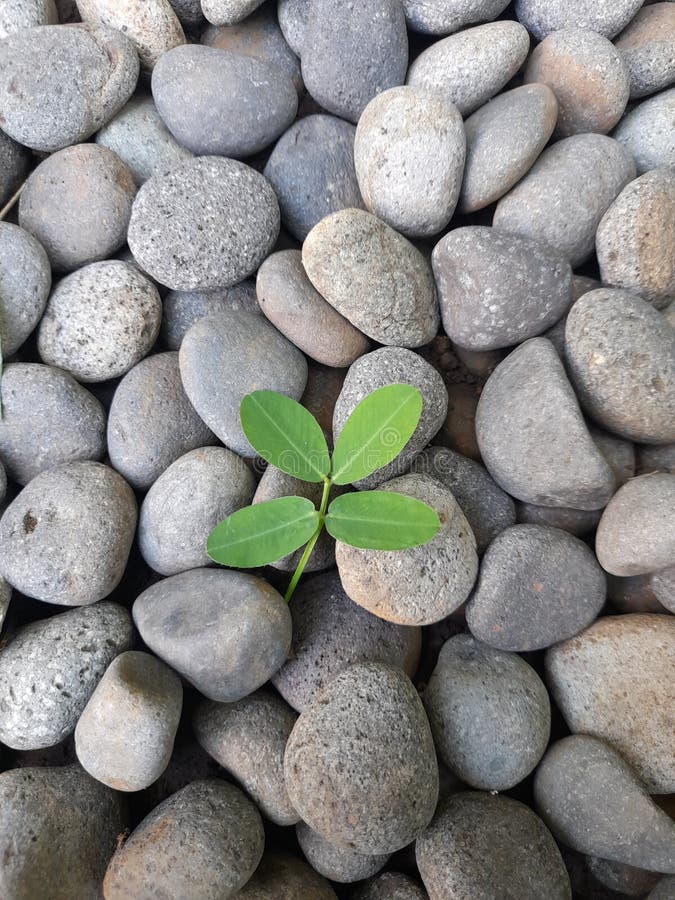 The Beauty of a Small Leaf in the Middle of the Rocks Stock Photo ...