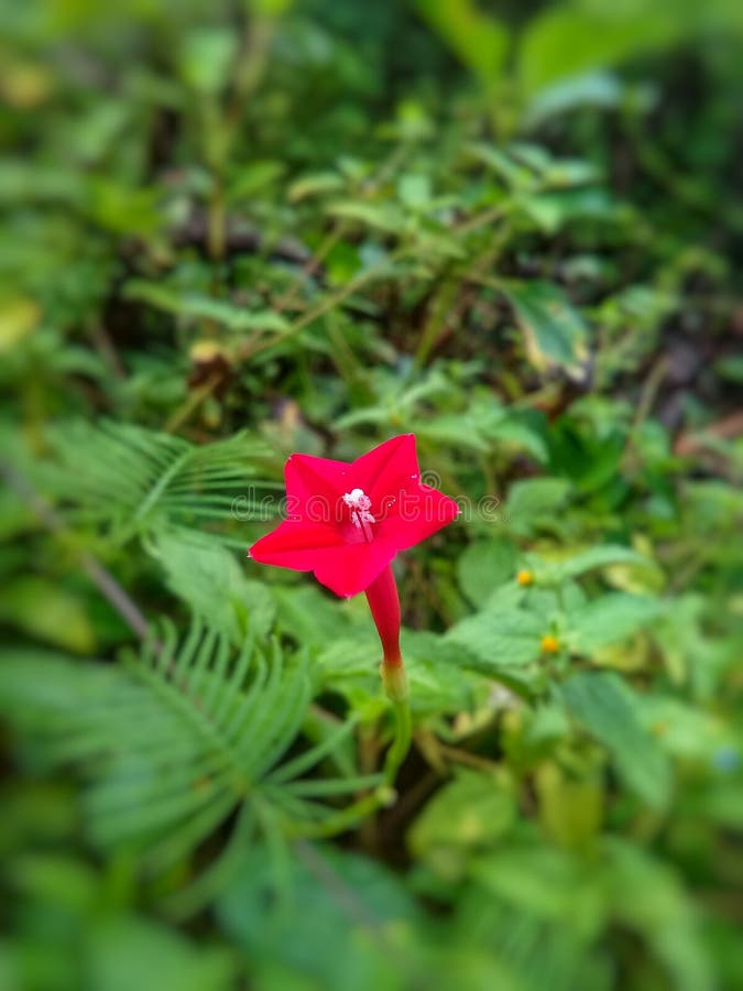 The Beauty of Small Red Flowers Behind the House 1 Stock Photo - Image ...