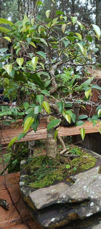 The Beauty of a Small Tree in Indonesia Stock Photo - Image of tree ...
