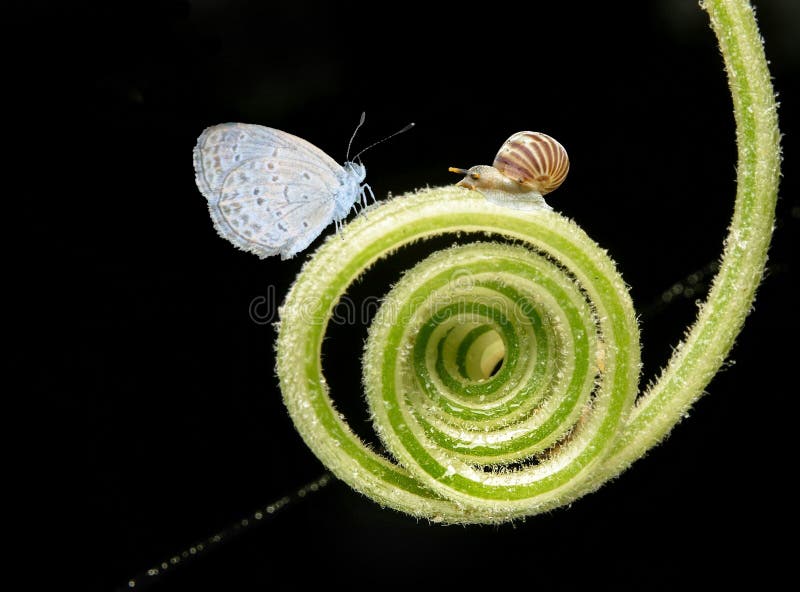 Beauty of Snail and Butterflies Stock Photo - Image of design, creative ...