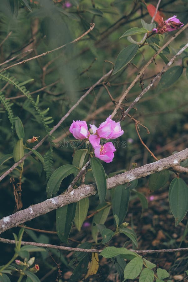 The Beauty of the Snake Flower in the Tropical Forest in the Afternoon ...