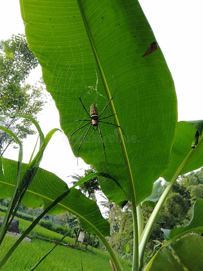 The Beauty of Spiders in the Wild Stock Image - Image of branch ...