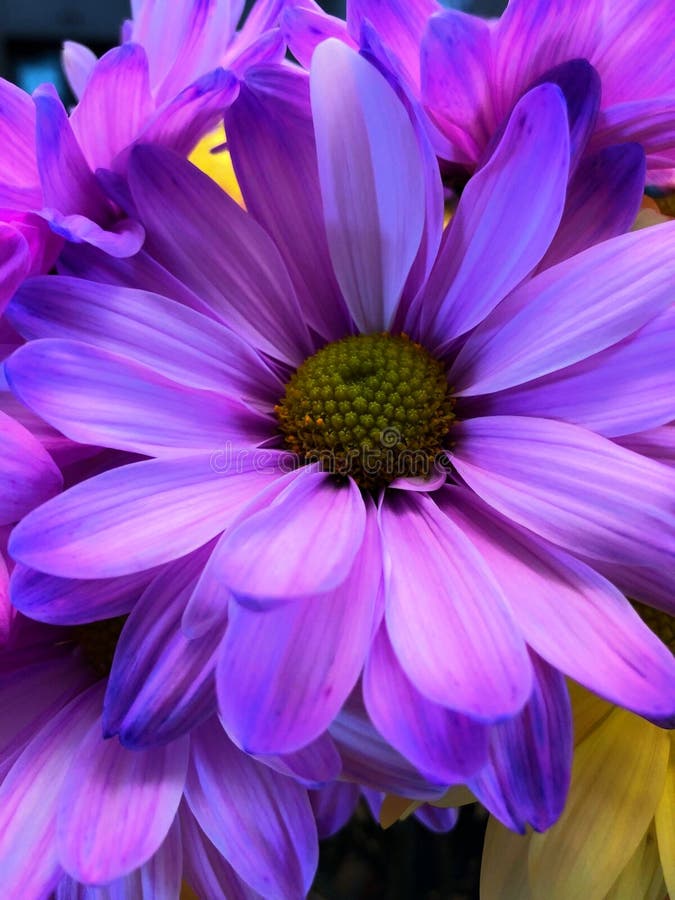 Beauty of Spring stock photo. Image of purple, blissful - 132405840