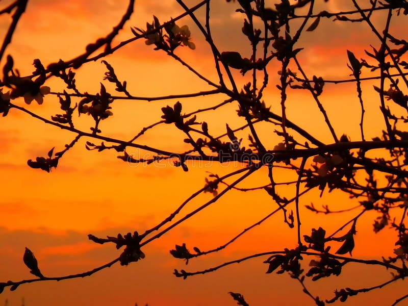 Beauty of Spring Orange Sunset Stock Image - Image of colours, growing ...