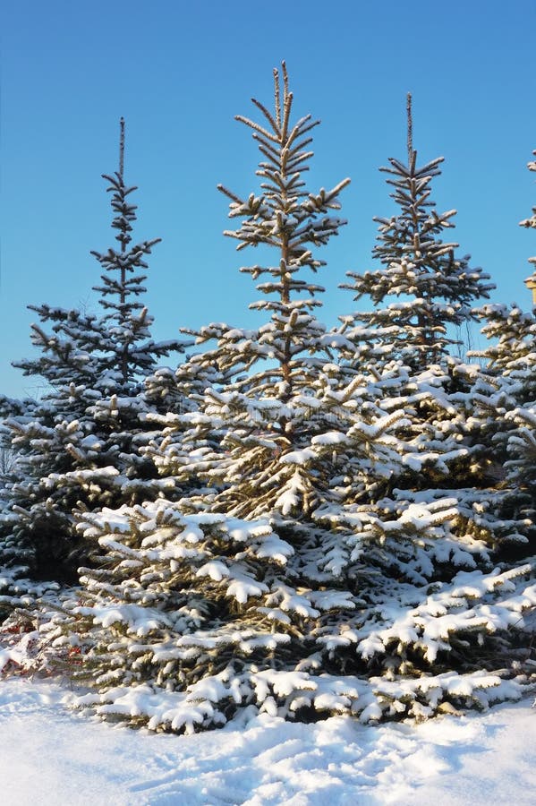 Beauty Spruce Picture. Image: 7856046