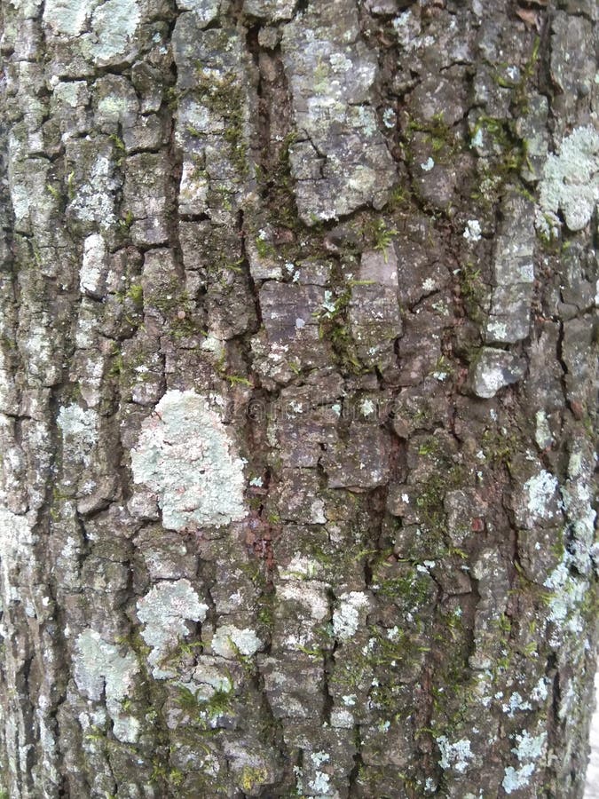 The Beauty of the Structure of Pine Bark Stock Image - Image of forest ...