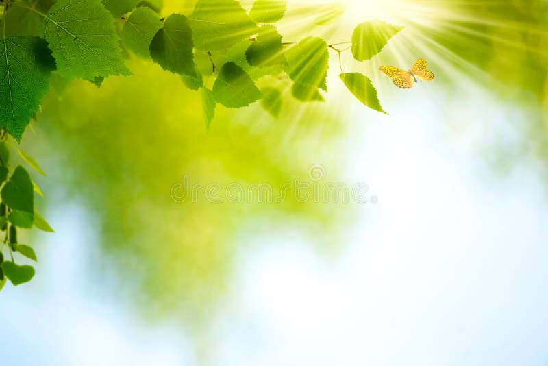 Beauty Summer Day stock photo. Image of effect, focus - 31498836