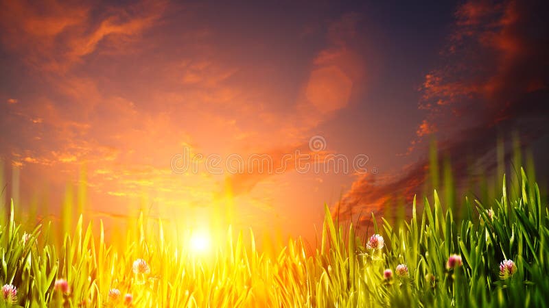 Beauty summer sunset stock image. Image of outdoors, plant - 32741223