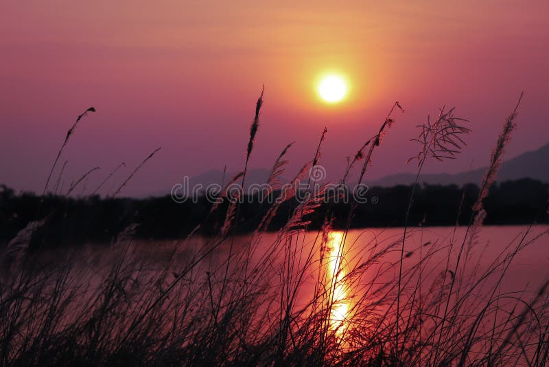 The beauty of sunset stock photo. Image of tree, sunrise - 193617546