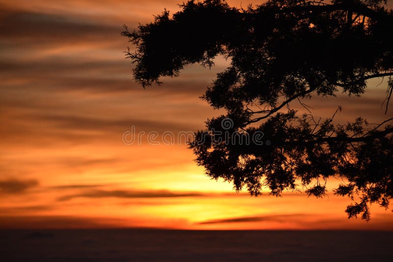 Beauty of Sunset and Tree Branches Stock Image - Image of seascape ...