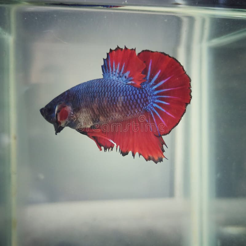 The Beauty of the Tail of the Red and Blue Betta Fish Stock Image ...