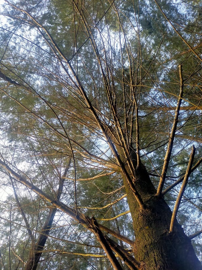 The Beauty of Tall and Lush Pine Trees is Visible from Their Large ...